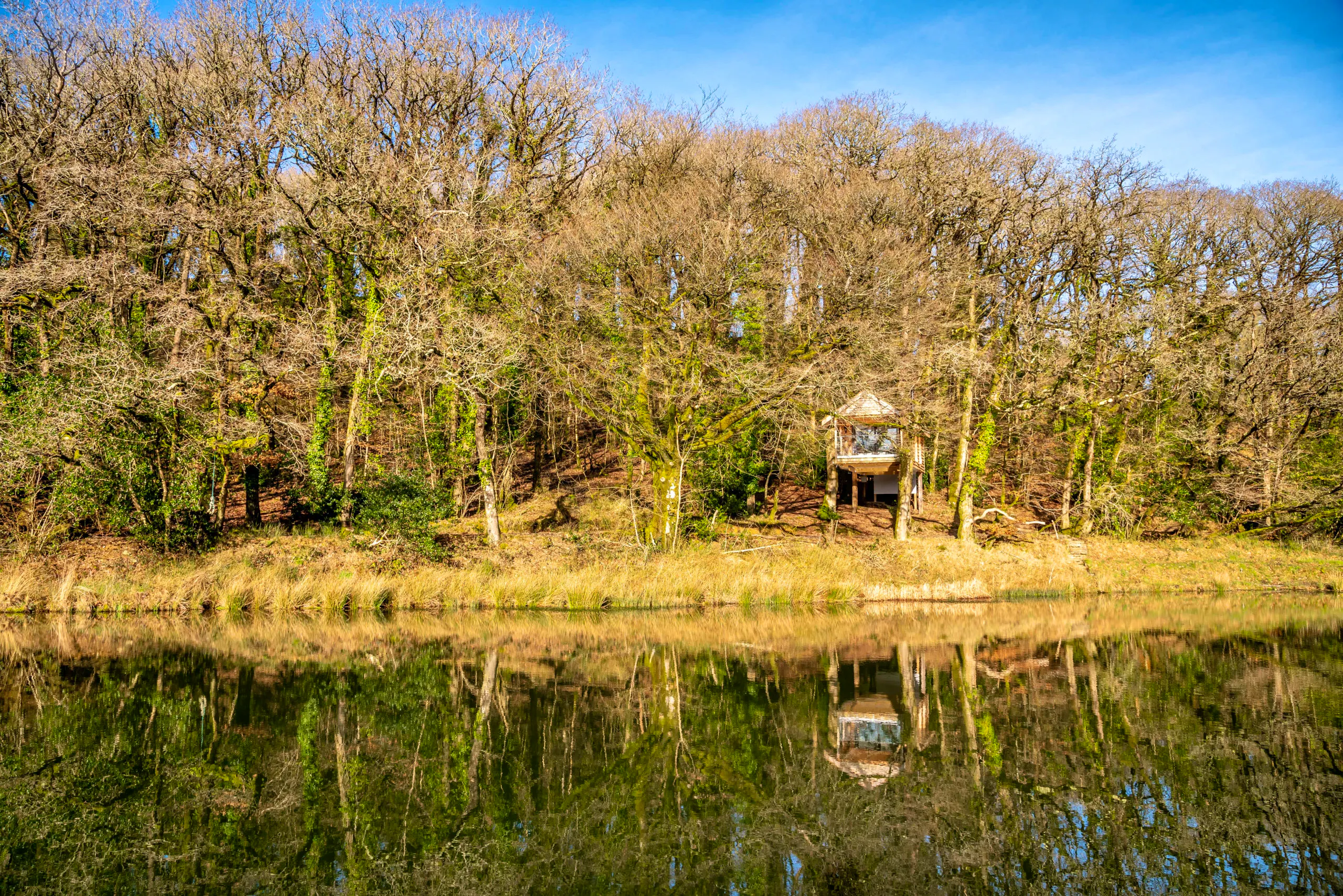 The Beehive Treehouse - Eco treehouse in Devon