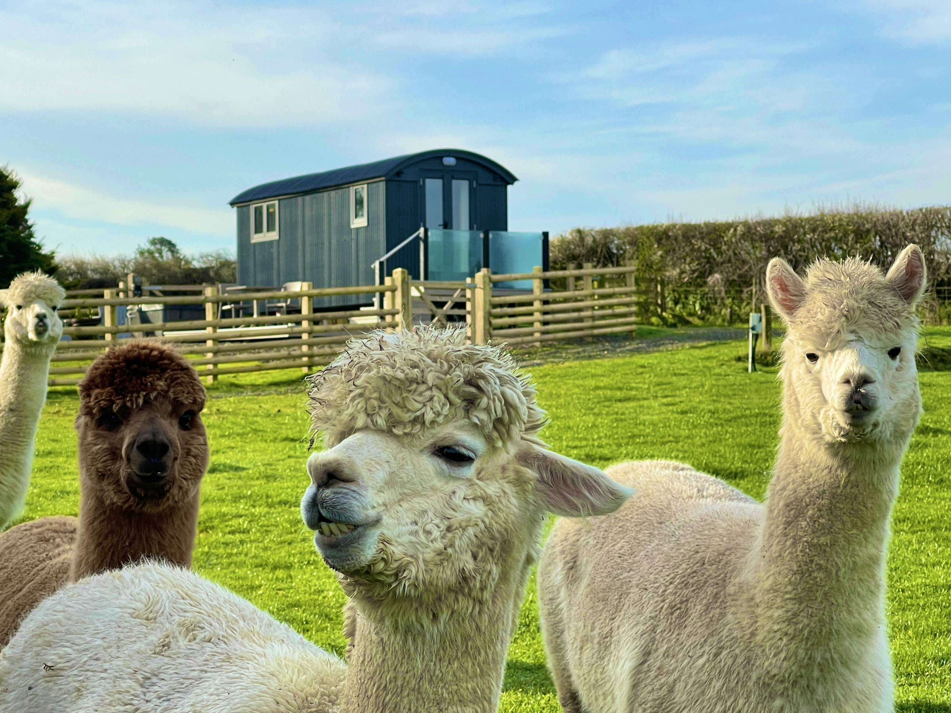Hawkings Hideaway - Cosy Devon shepherds hut