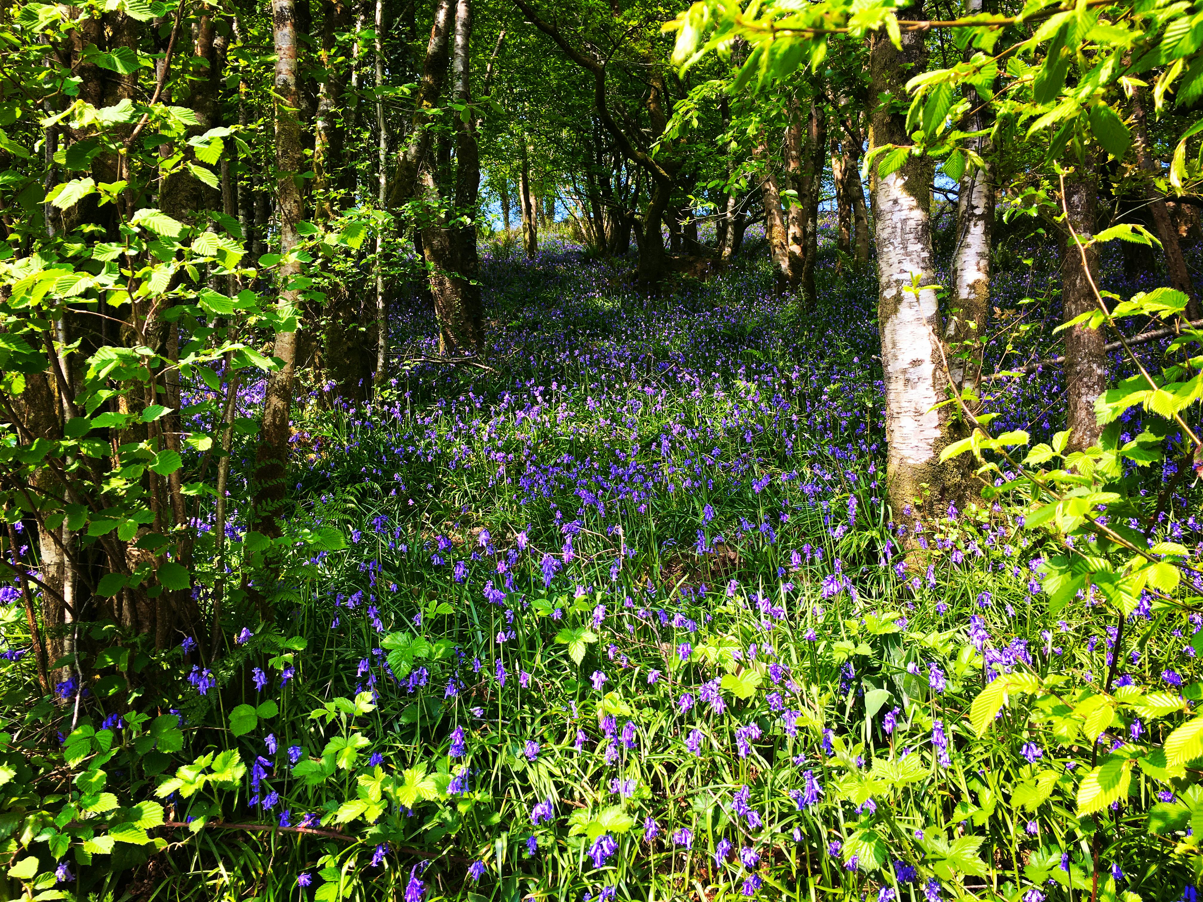 The Lookout Treehouse - Luxury Devon treehouse