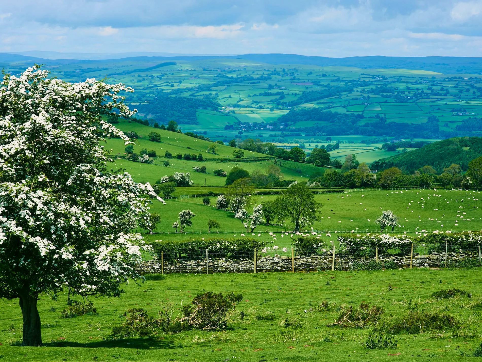Wanderoo - A bijoux horse truck in the magnificent Brecon Beacons.