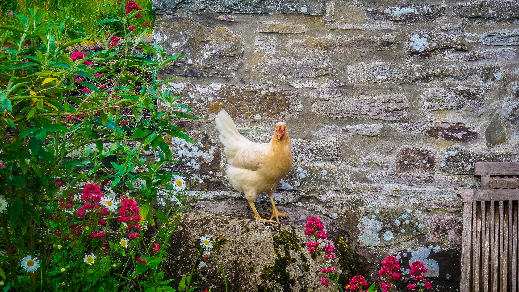 Wanderoo - A bijoux horse truck in the magnificent Brecon Beacons.