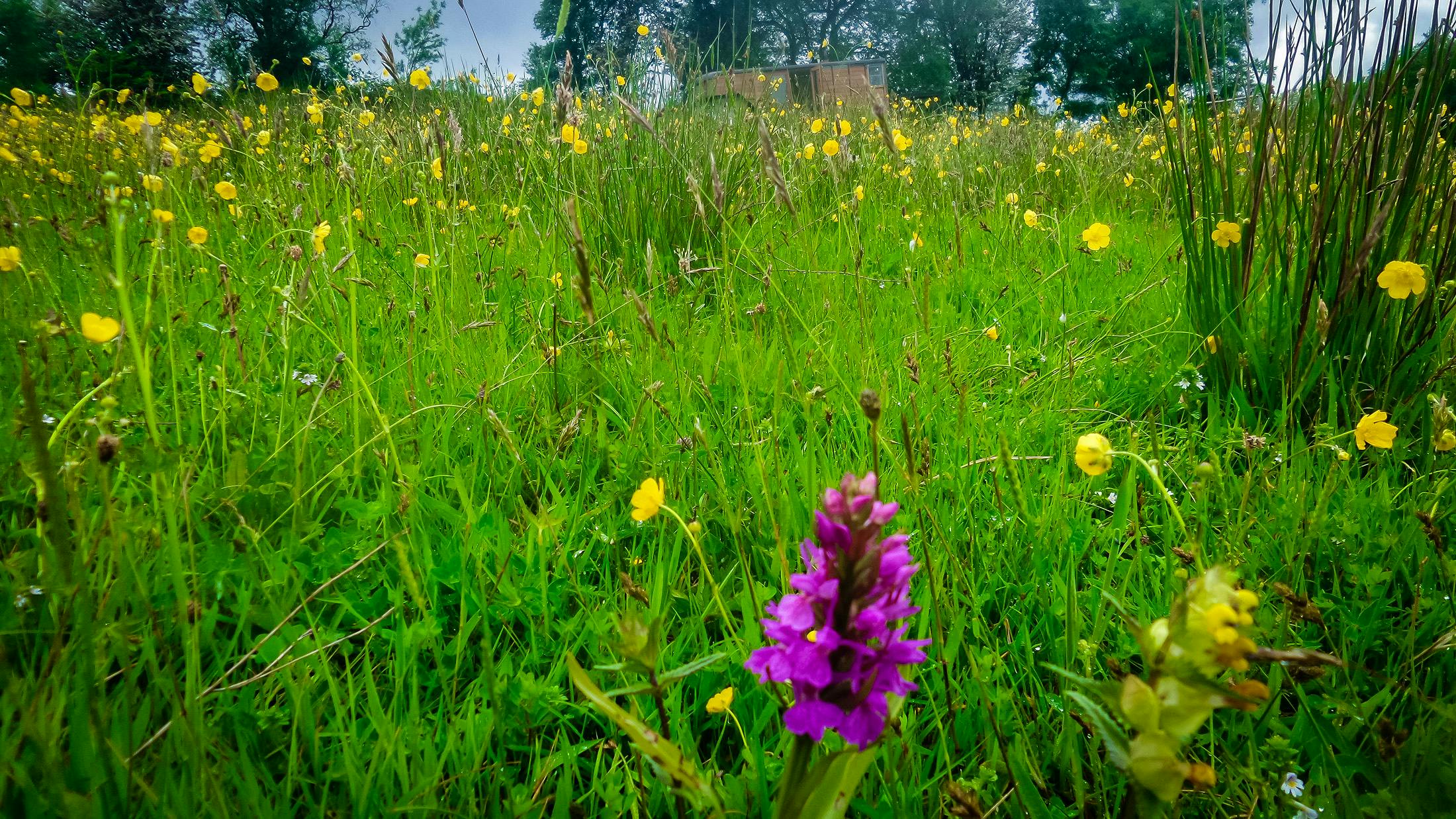 Wanderoo - A bijoux horse truck in the magnificent Brecon Beacons.